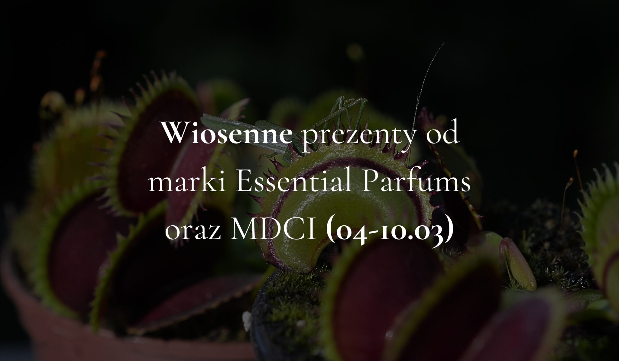 Wiosenne prezenty od Essential i MDCI w Impressium - Newsy